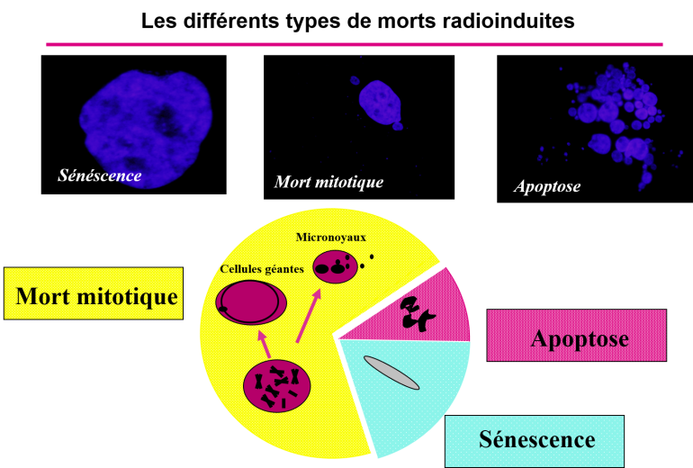 Unité U1296 : Radiations | Cours de Radiobiologie - Nicolas FORAY